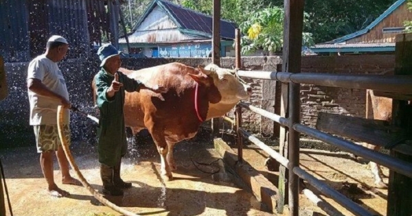 Untuk Idul Adha, Sapi Jokowi Mandi Dua Kali Sehari