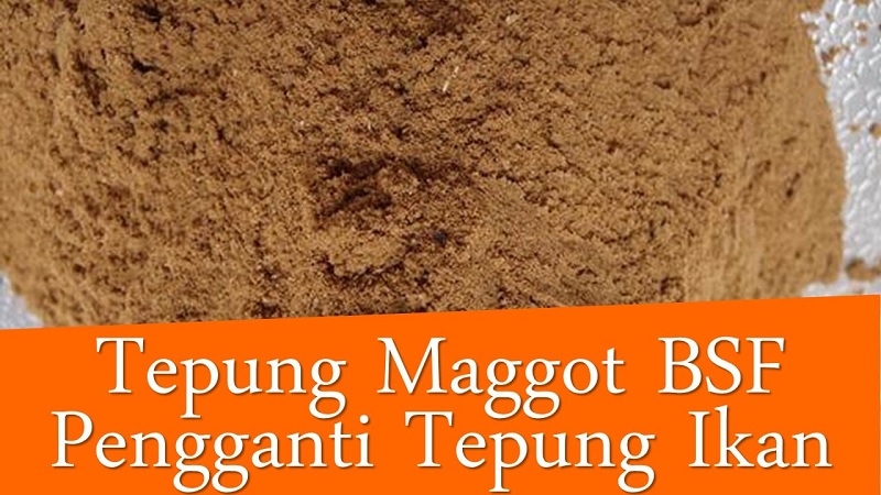 MAGENTA | Maggot Genteng Team